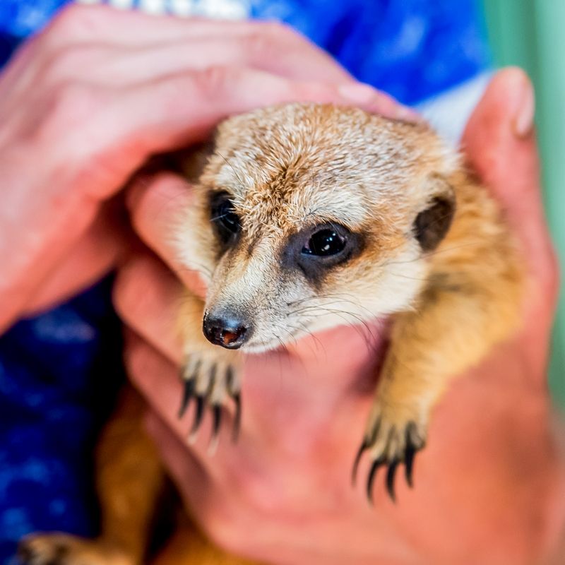 Animal Encounters - Gift Experience – Cherry Lane