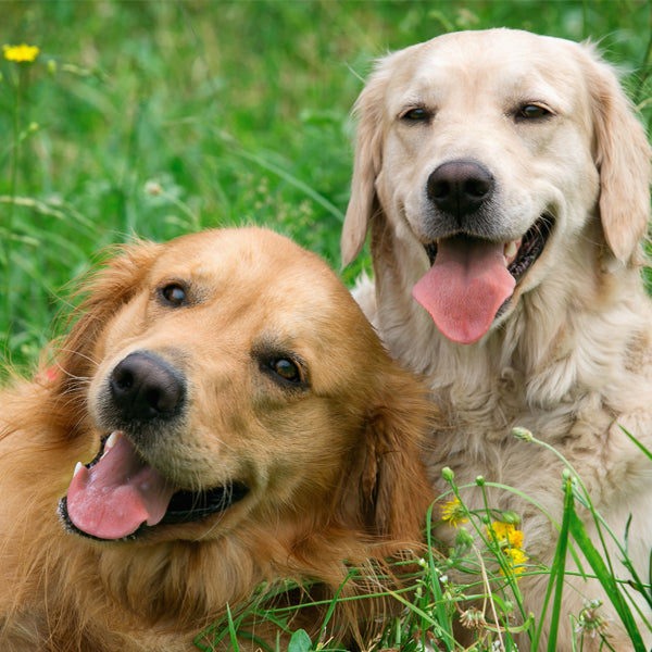 Cherry Lane Podington - Wellingborough