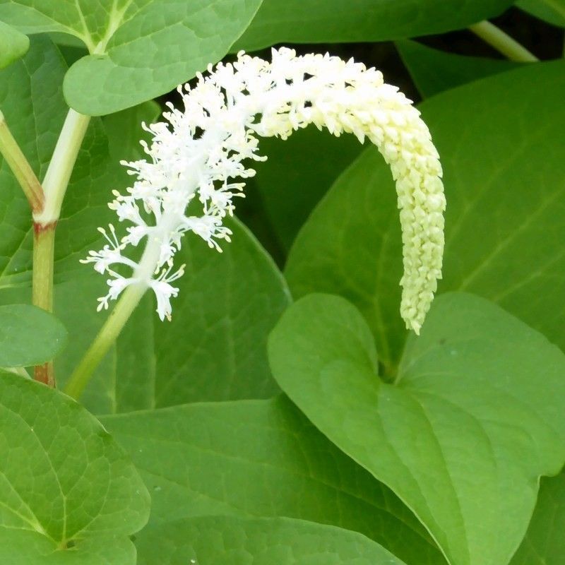 Anglo Aquatics Saururus Cernuus 3 Litre only 24.99 – Cherry Lane